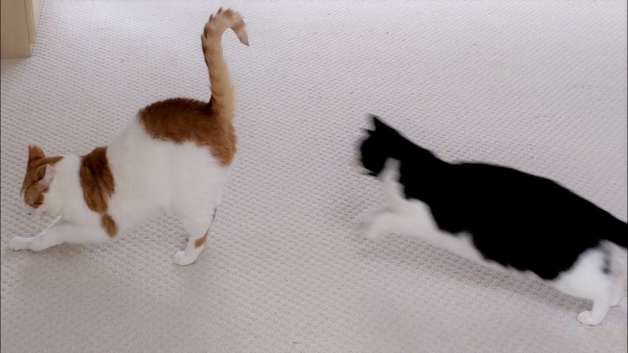 Sneak Cat Attack - YouTube