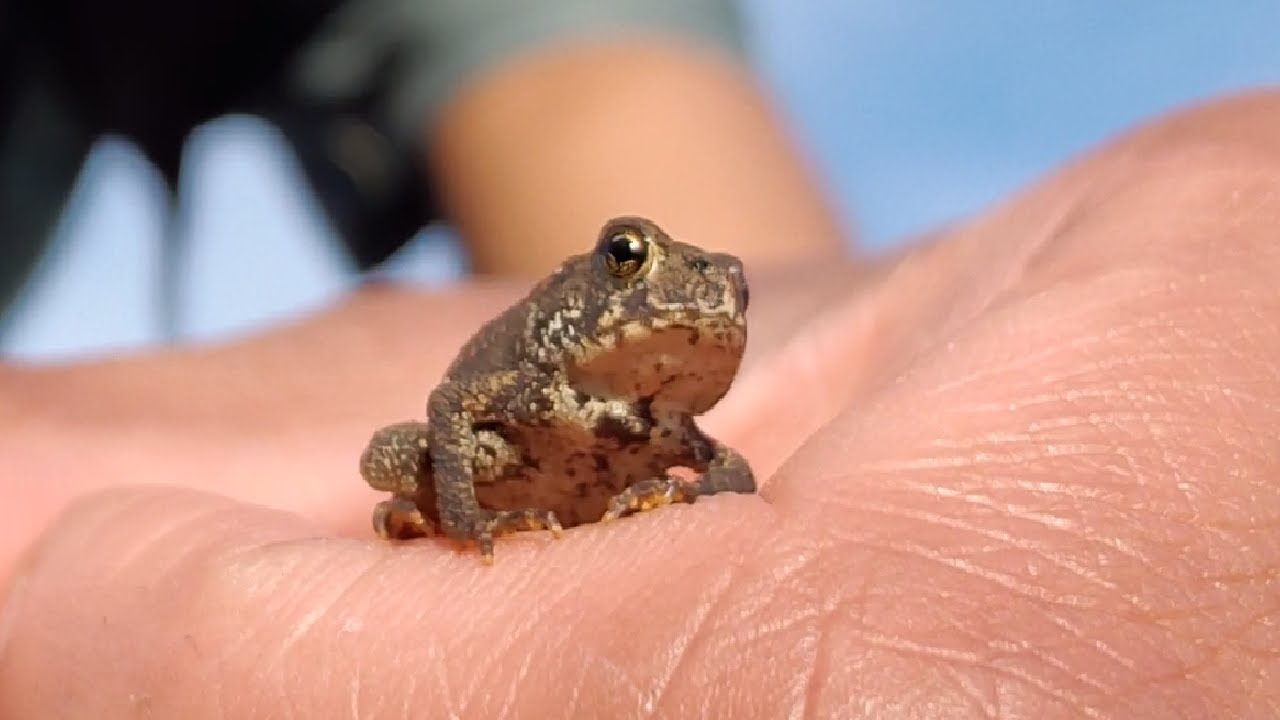 Found a Baby Toad!! | Fishing with Termikile - Ep. 4 - YouTube