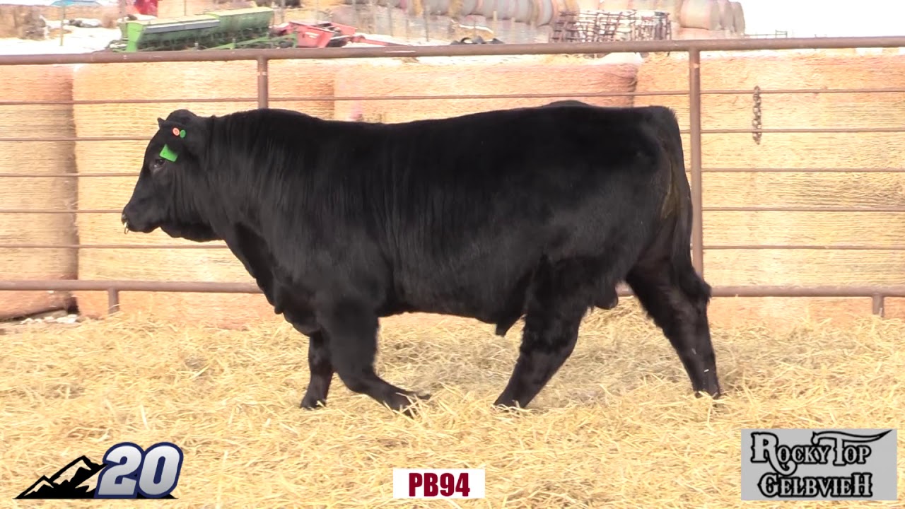Lot 20 Draft Picks 2020 Bull Sale - YouTube
