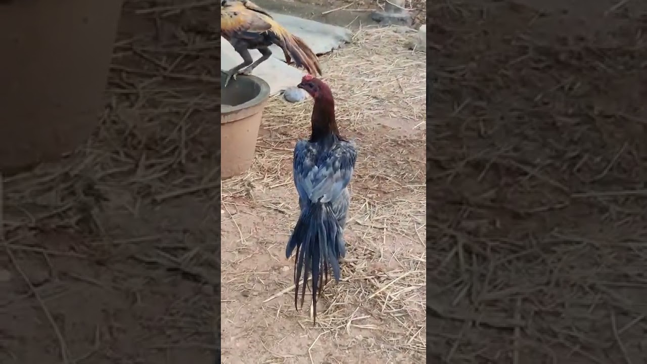 Sambal Boothi Seval 🐓 #shorts - YouTube