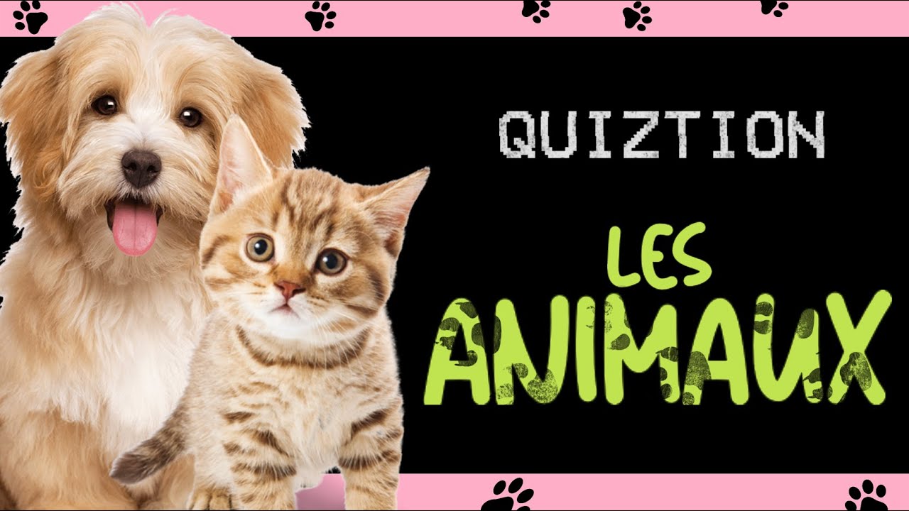 🐾 20 QUESTIONS SUR LES ANIMAUX (QUIZTION #03) - YouTube