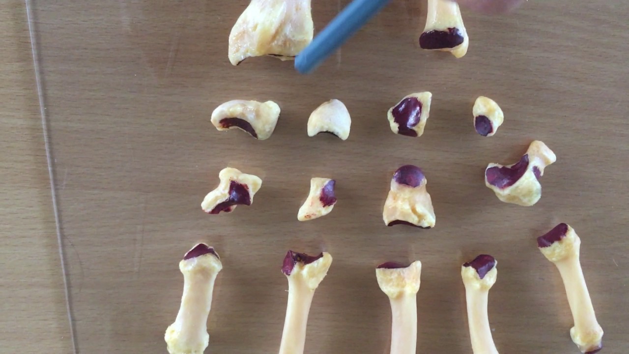 Člnkovitá kosť (Os scaphodeum) - YouTube