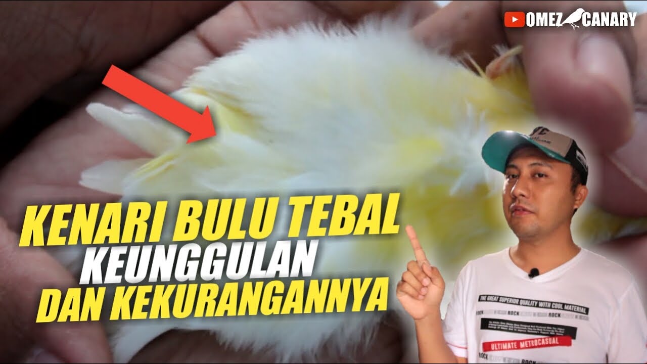 Membahas KENARI BULU TEBAL | cara membedakan | perawatan dan plus ...