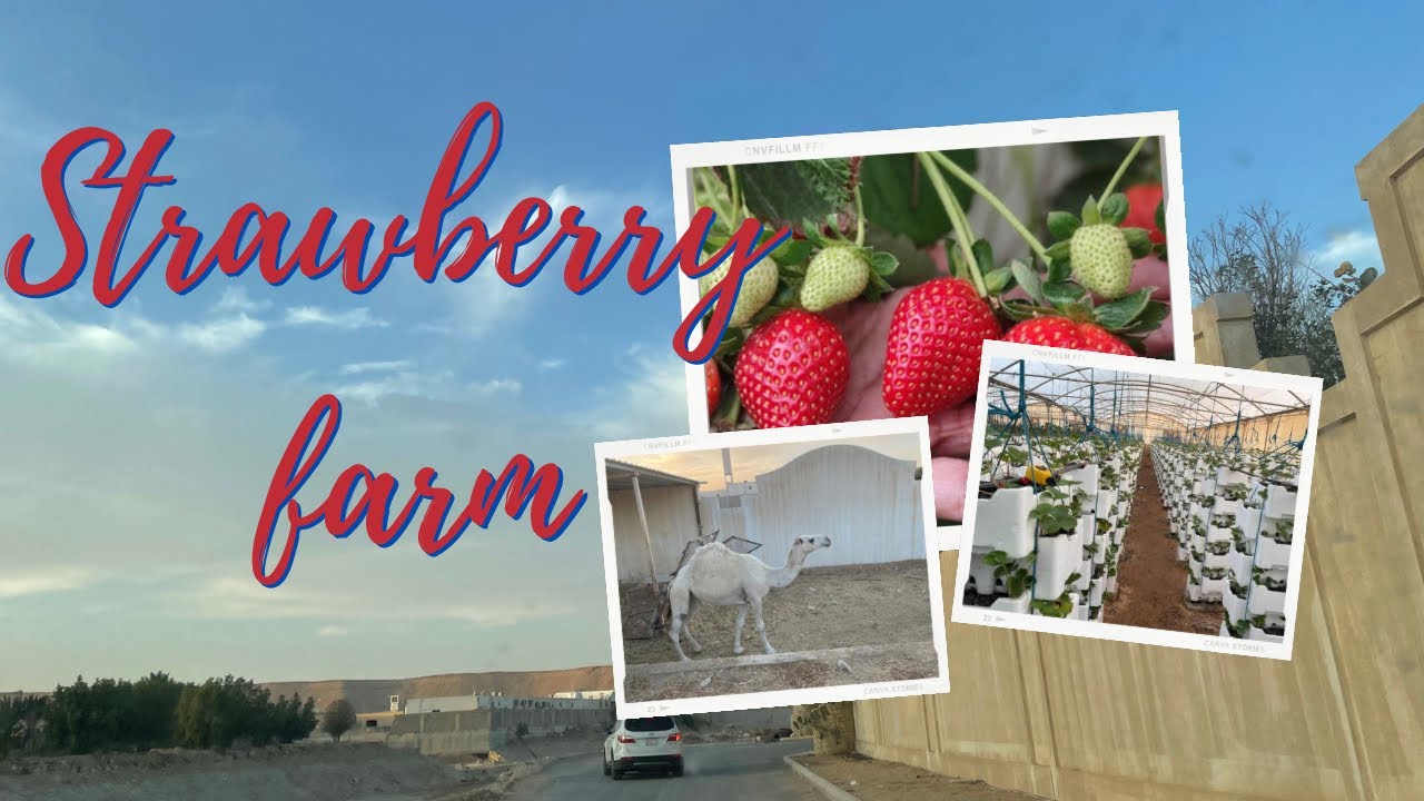 Strawberry farm in Riyadh KSA #fathimasanooj #travel #riyadh #family ...