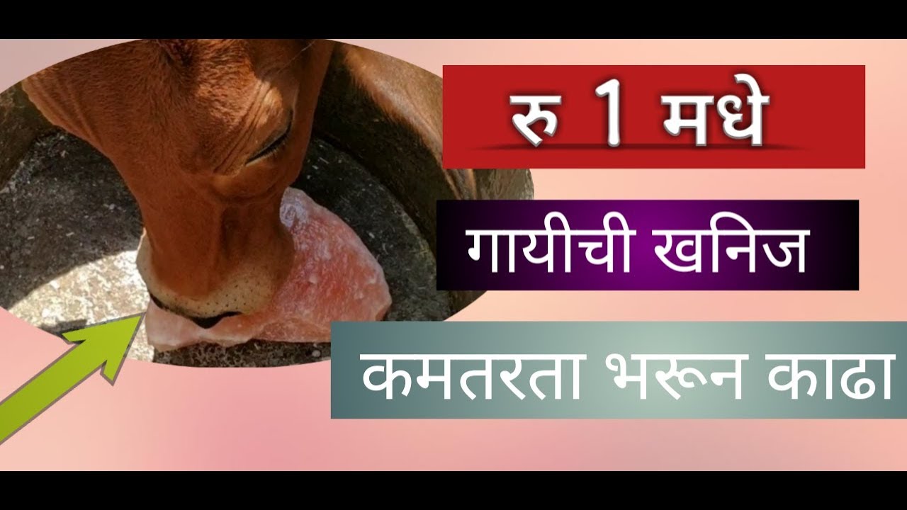 गायीसाठी नैसर्गिक खनिज पदार्थ सेंधव मीठाचे फायदे| Rock salt benefits ...