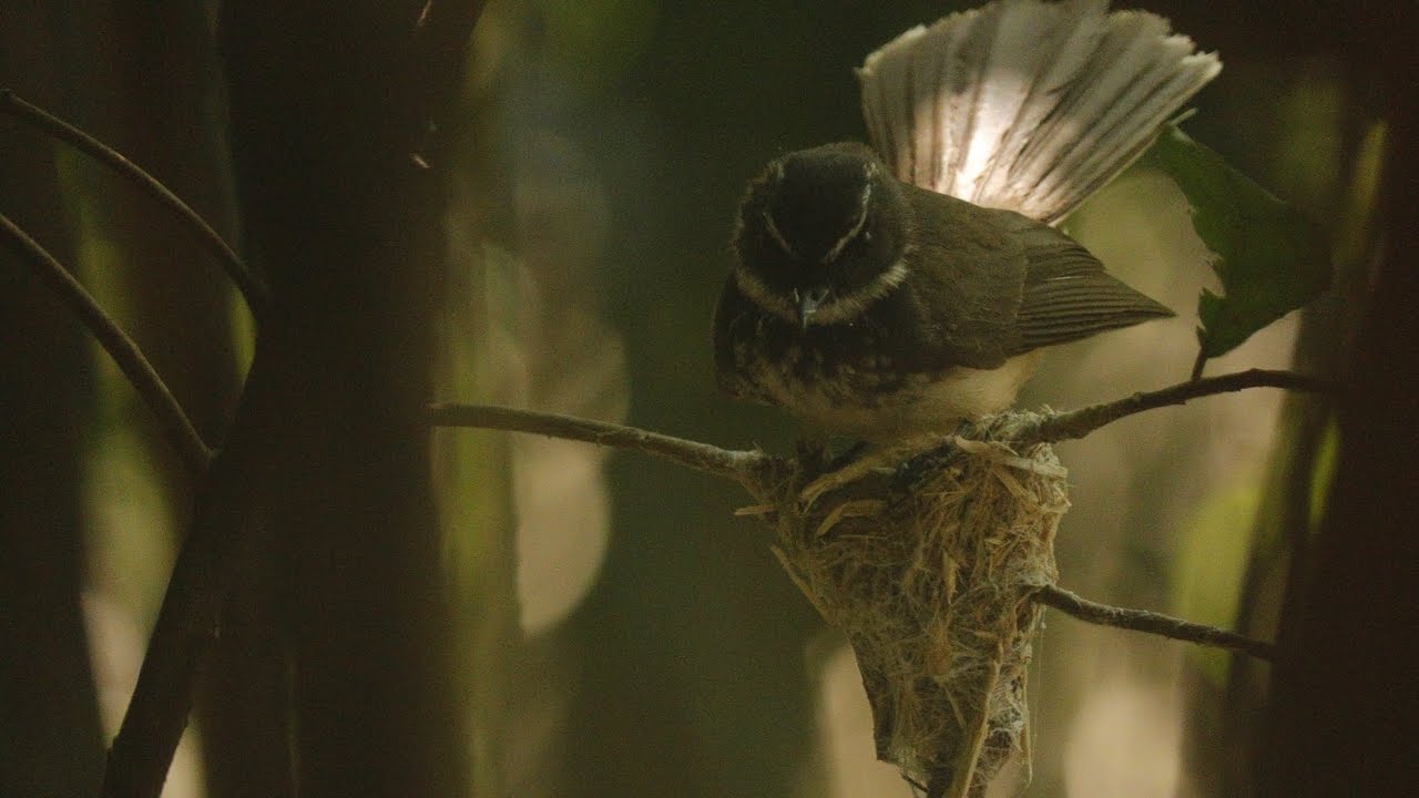 The Life Story of a Bird! - YouTube