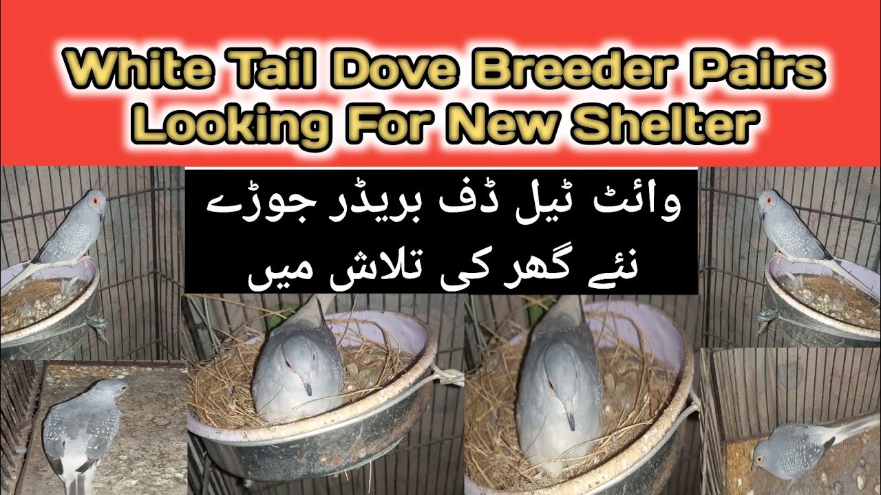 White Tail Dove Breeder Pair|Dove Breeding Setup|Dove Looking For New ...
