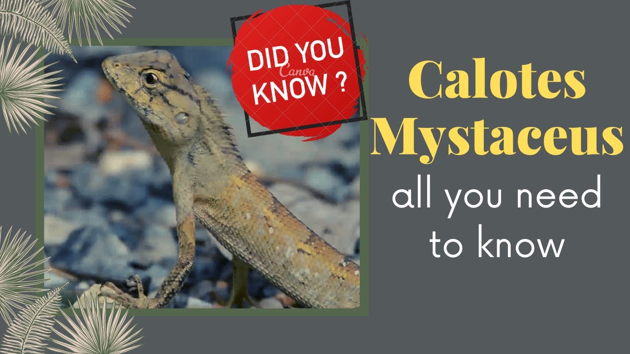 Calotes Mystaceus