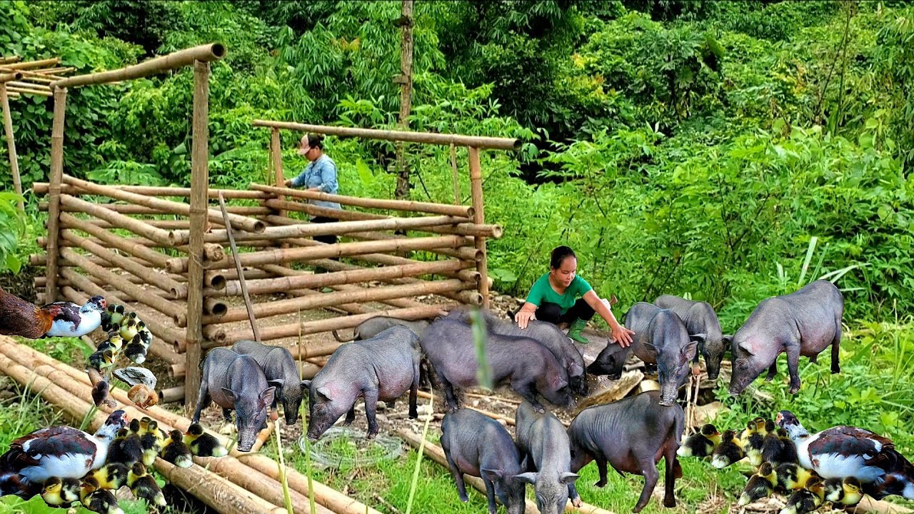 pick vegetables and pigs, build pig pens, complete pig pens with bamboo ...