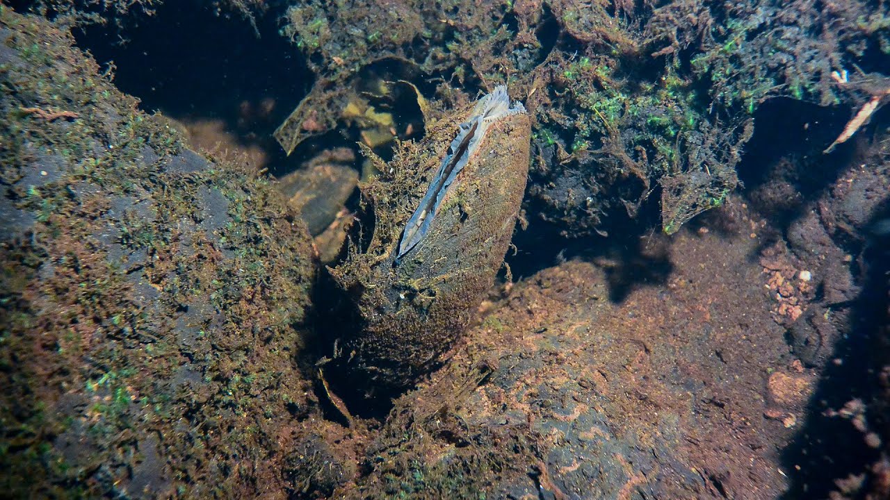 Freshwater Pearl Mussels in the River Sullane, Co Cork - YouTube