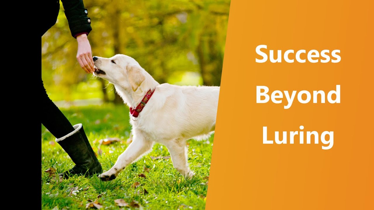 Success Beyond Luring at Napa Valley Dog Training Club - YouTube