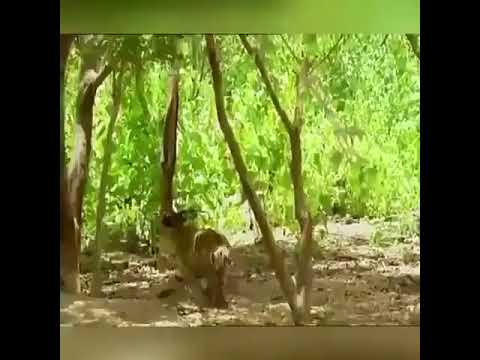 Böyle gıcık bir maymunla uğraşmak gibidir hayat .     Ah ulan bir elime geçersen