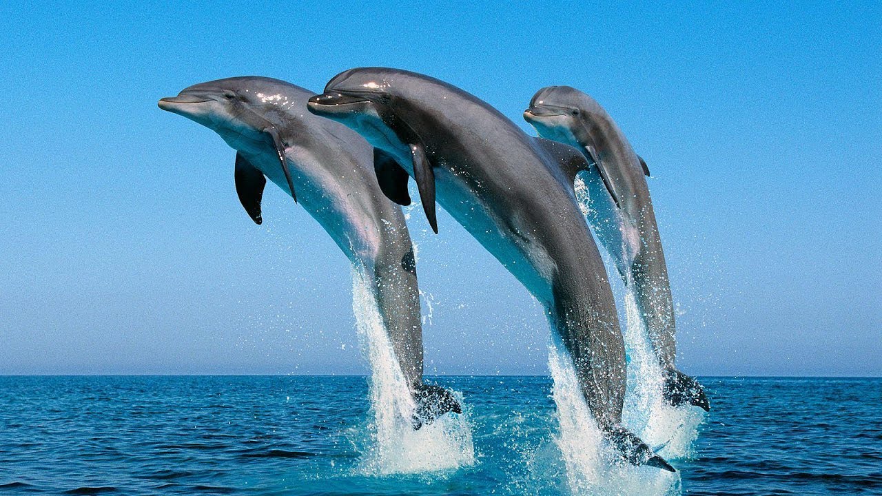 Dolphins in Arabian sea, Goa fun ,Sea beauty - YouTube