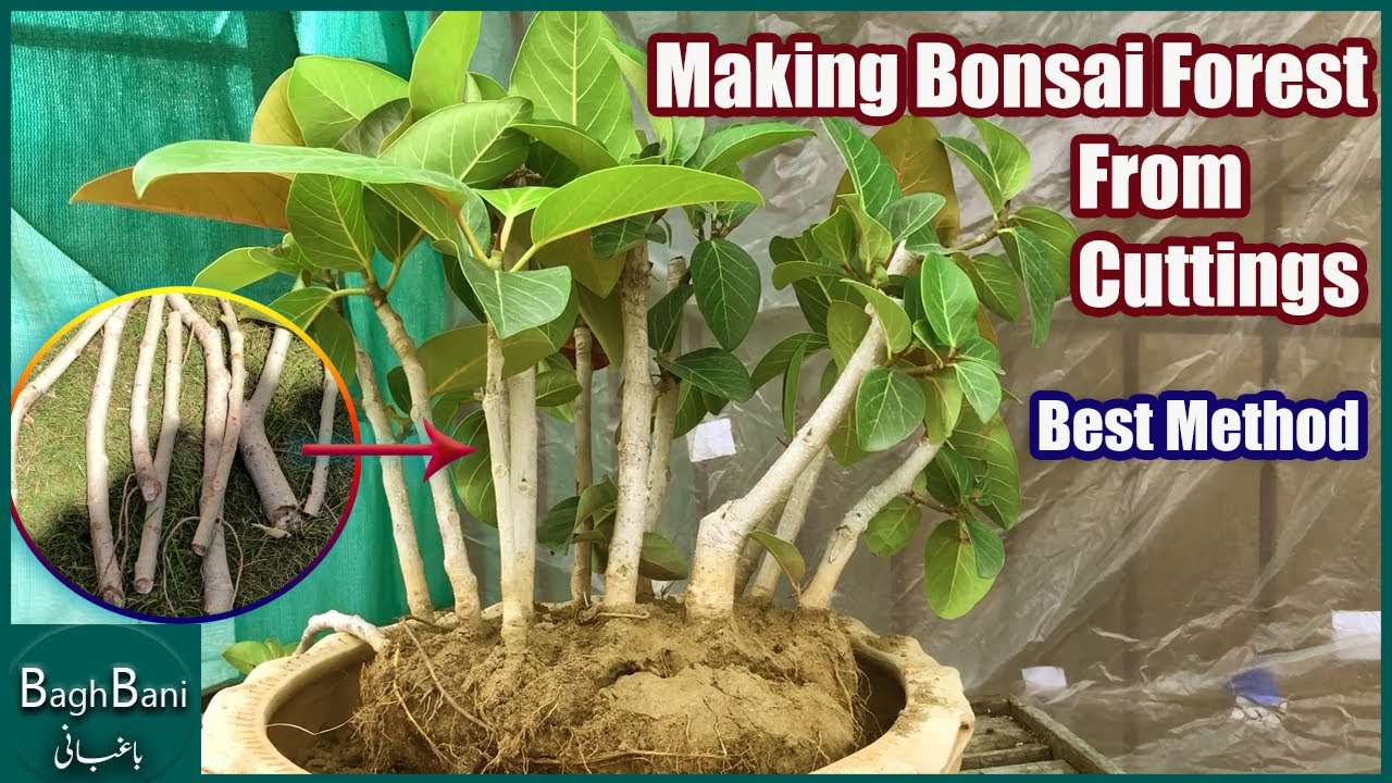How to Make Banyan Bonsai Forest From Cuttings With Update Urdu/hindi | EP 52 BaghBani - YouTube