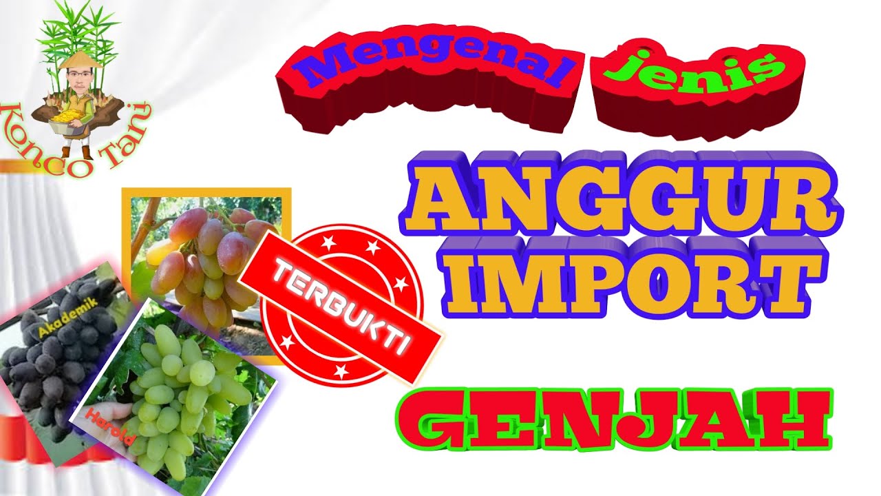 Jenis-jenis anggur import yang terbukti genjah - YouTube
