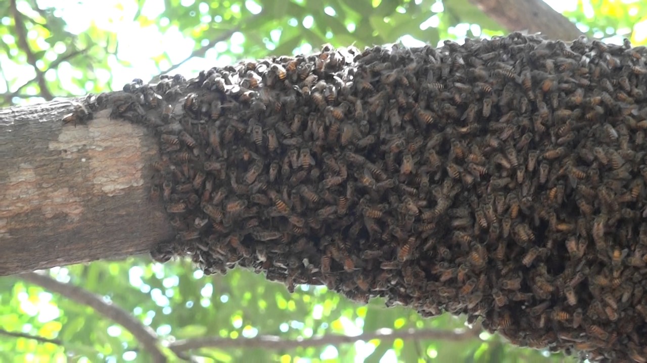 Indian honey bee colonies (Apis cerana indica) on tree - YouTube