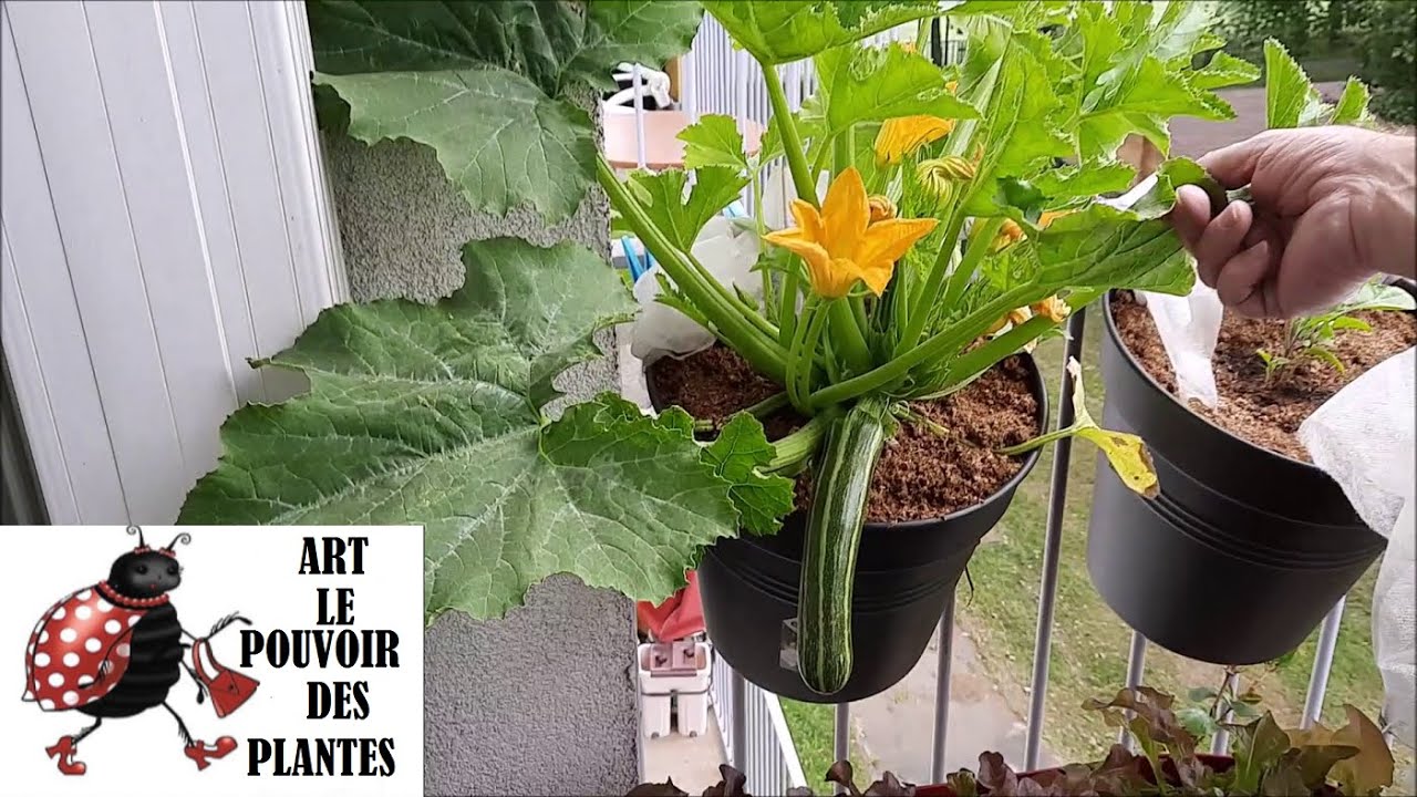Potager sur balcon: Courgette d'Italie: Semis, culture, récolte: Plante ...