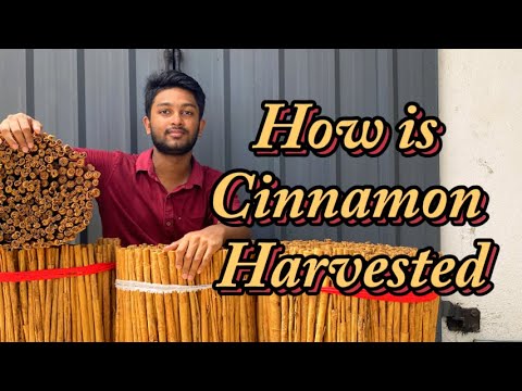 Ceylon Cinnamon Production I Steps of Cinnamon Harvesting - YouTube