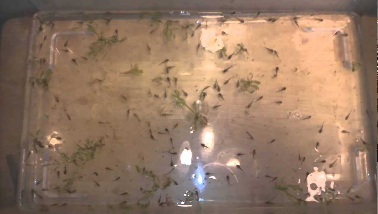 Day 3 of hatching axolotls - YouTube
