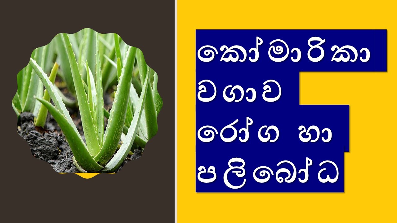 කෝමාරිකා වගාව රෝග හා පලිබෝධ - Pests and Diseases of aloe vera ...