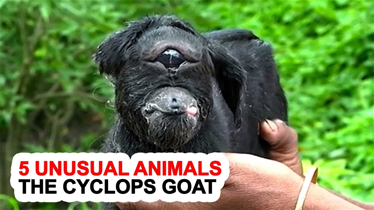 5 Unusual Animals. The Cyclops Goat - YouTube