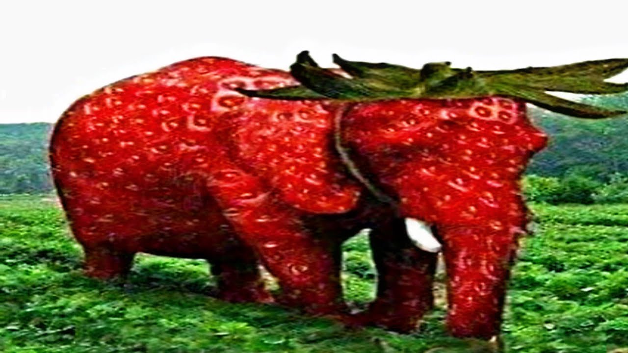 strawberry elephant - YouTube