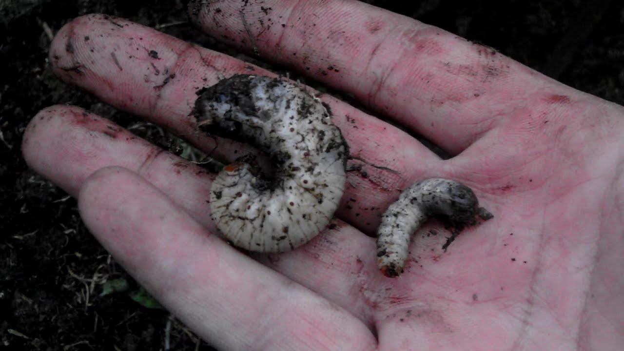 Giant lawn grub (Australia) - YouTube