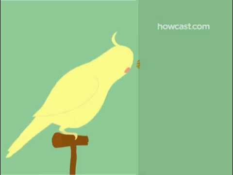 How to Train Your Bird to Talk - YouTube