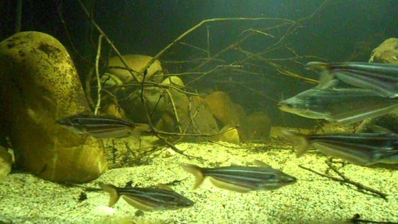 Schilbe - Alchetron, The Free Social Encyclopedia