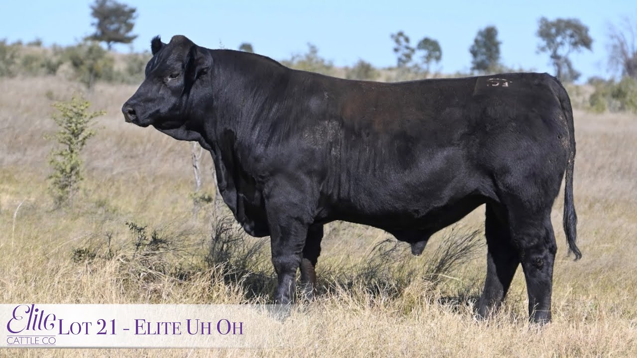 Lot 21 - Elite Uh Oh - YouTube