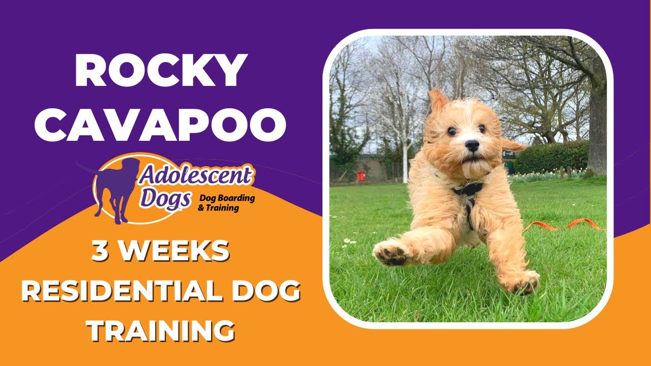 Rocky the Cavapoo Puppy - 3 Weeks Residential Dog Training - YouTube