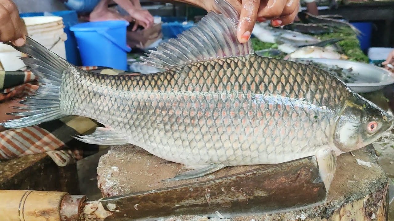 Amazing Kali Baush Fish Cutting Skills Live In BD Fish Market | Fish ...