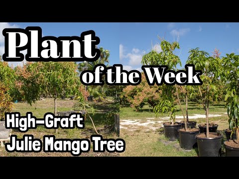Plant of the Week | High-Graft 'Julie' Mango Trees