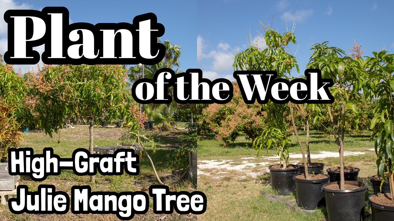 Plant of the Week | High-Graft 'Julie' Mango Trees - YouTube