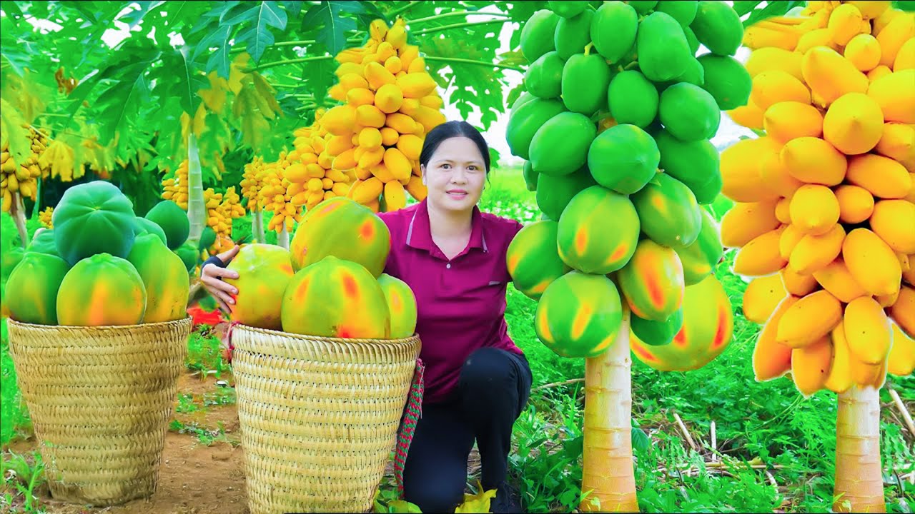 Harvesting Giant Papayas, Selling at the country market, and Making ...