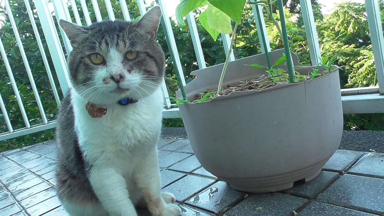 何かくっつけてきた猫 The cat putting on a cicada shell. - YouTube