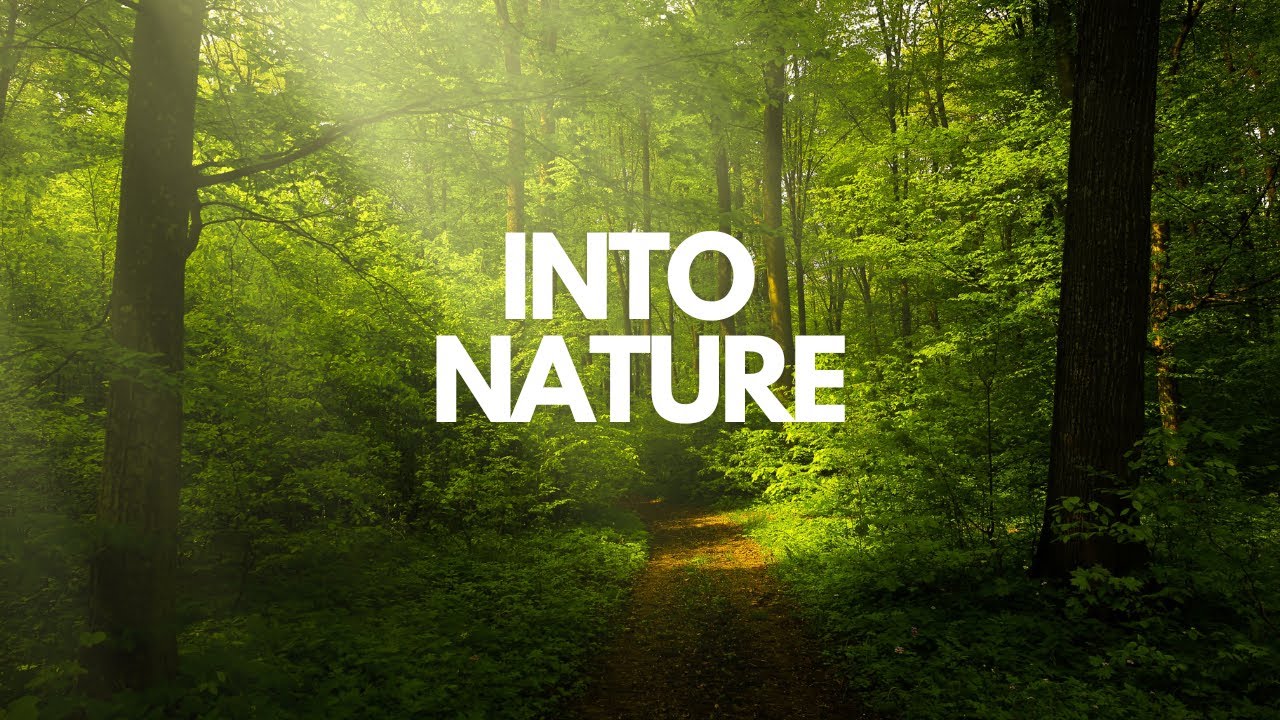 Into Nature With A Walk In The Trees - YouTube