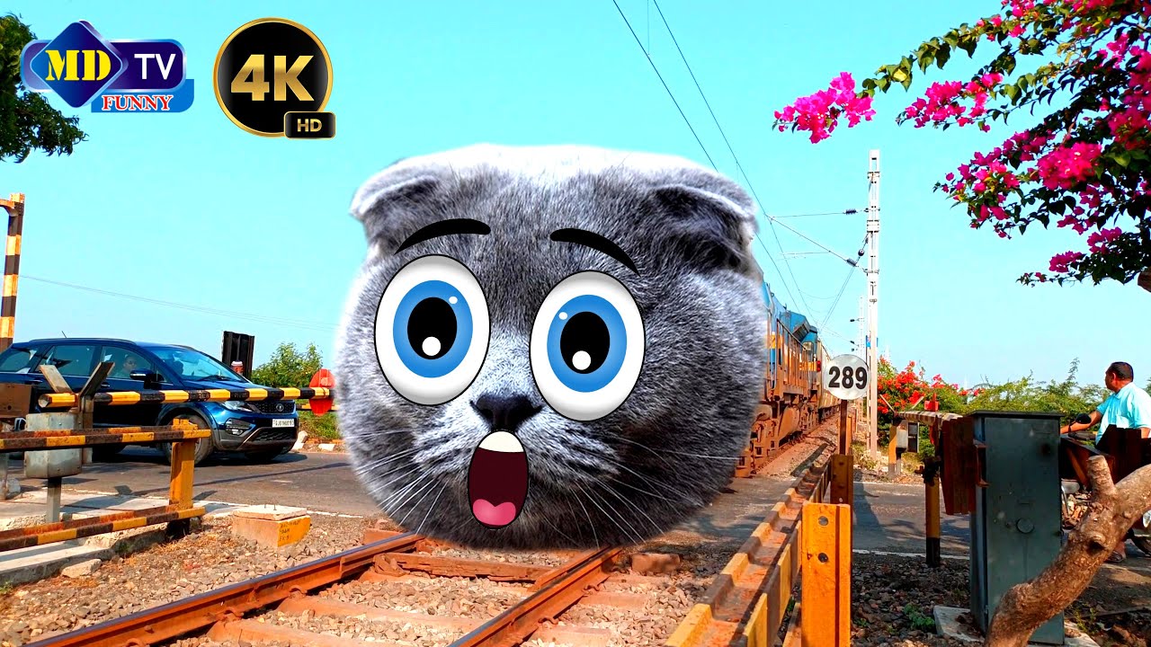 BILI FUNNY FACE TRAIN VIDEO - bi li bi li - persian cat - funny animal ...