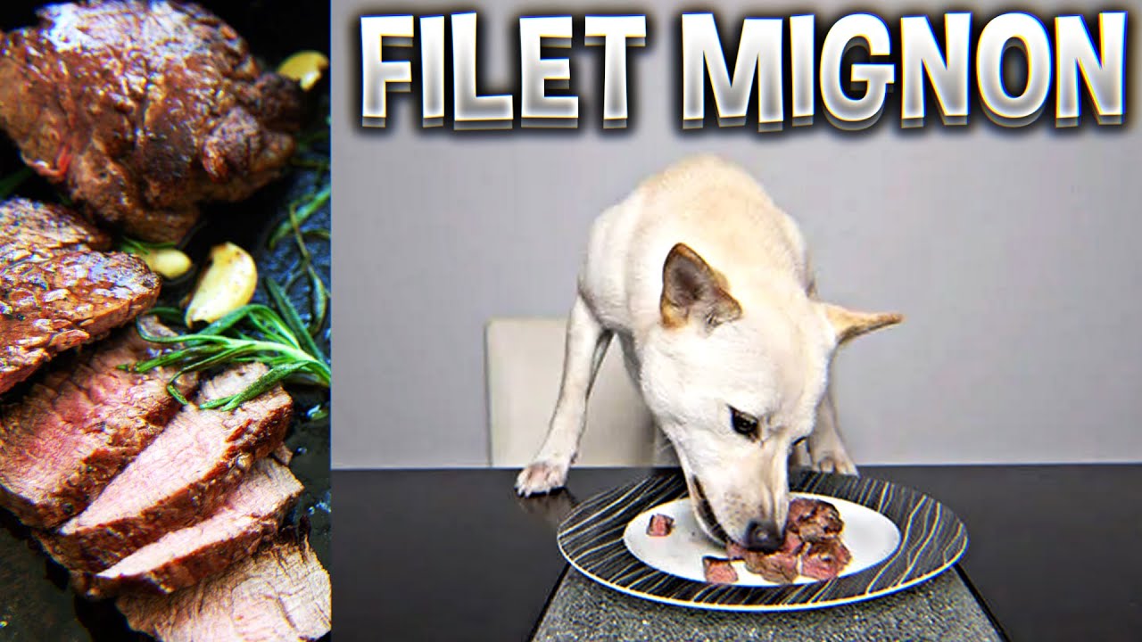 ASMR DOG EATS FILET MIGNON FOR THE FIRST TIME | HIRO ADVENTURES - YouTube