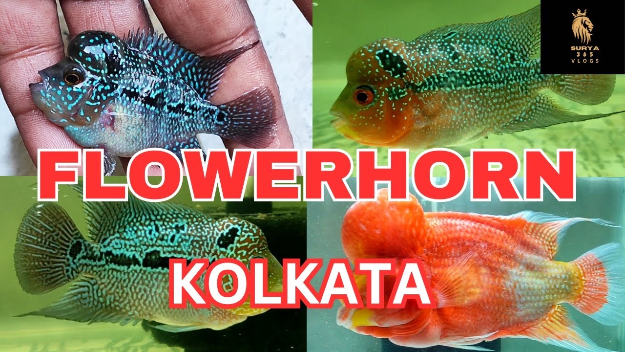 The Fascinating World of Flowerhorn KML - YouTube