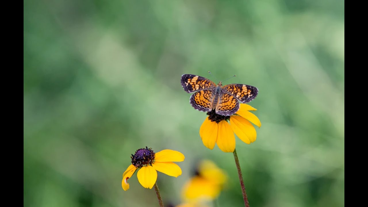 NHUMC Sunday Service 6/18/2023 - YouTube