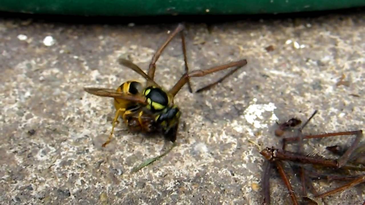 wasp eats spider - YouTube