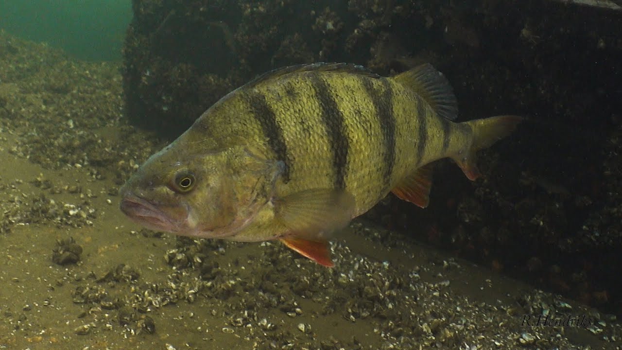 Duiken in Nederland, De Kraaienbergseplas, De Kiekuut 16-12-22 - YouTube