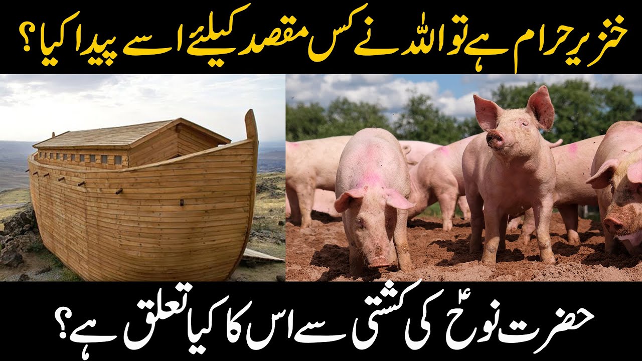 Why Pork Is Prohibited In Islam?| Why Did Allah Create The Pig ...