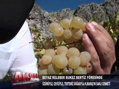 Beyaz kelebek bertiz yöresinde