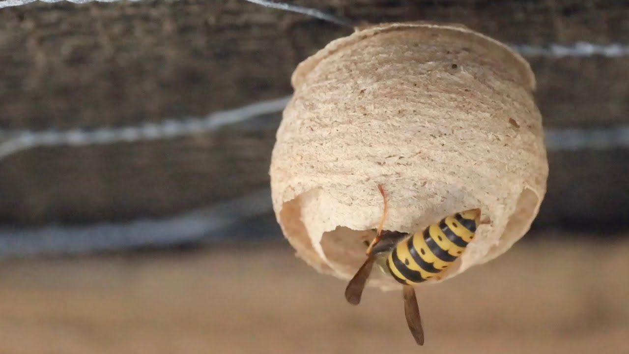 Queen Wasp Building Her Nest - YouTube
