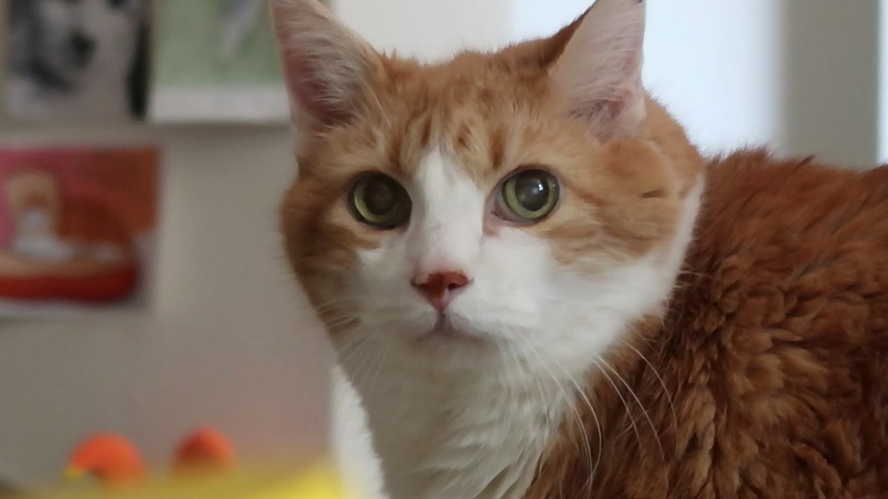 Meows and Mrrp - YouTube