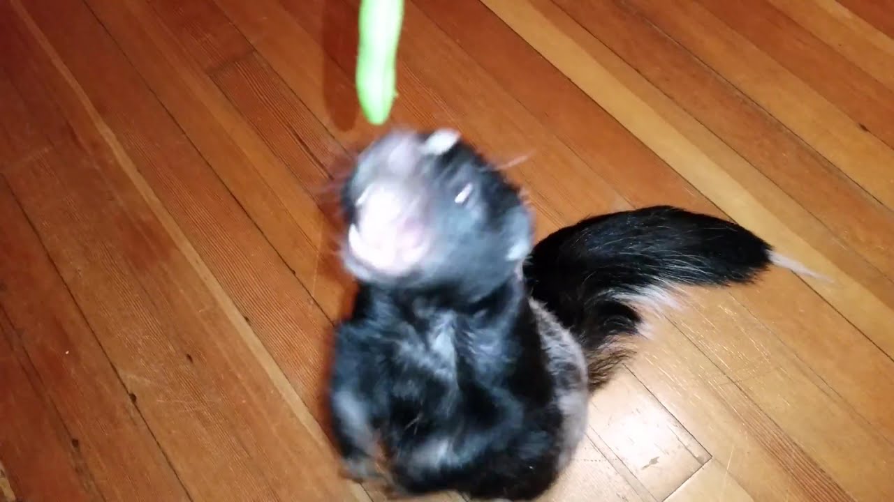 4k UHD skunk tap dancing - YouTube