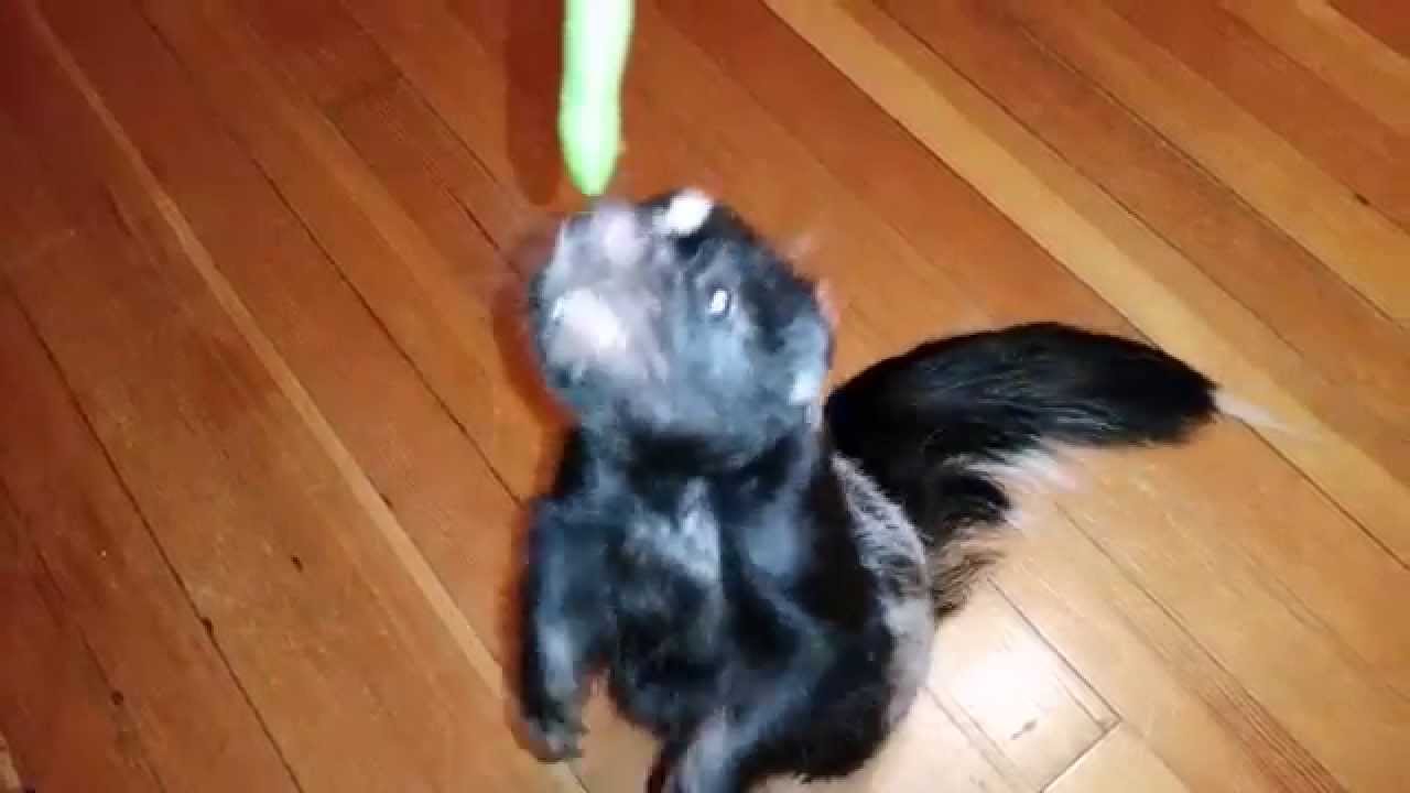 4k UHD skunk tap dancing - YouTube