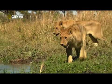 Vahşi Yolculuk Botsvana / Türkçe Dublaj Hayvan Belgeseli / National Geographic
